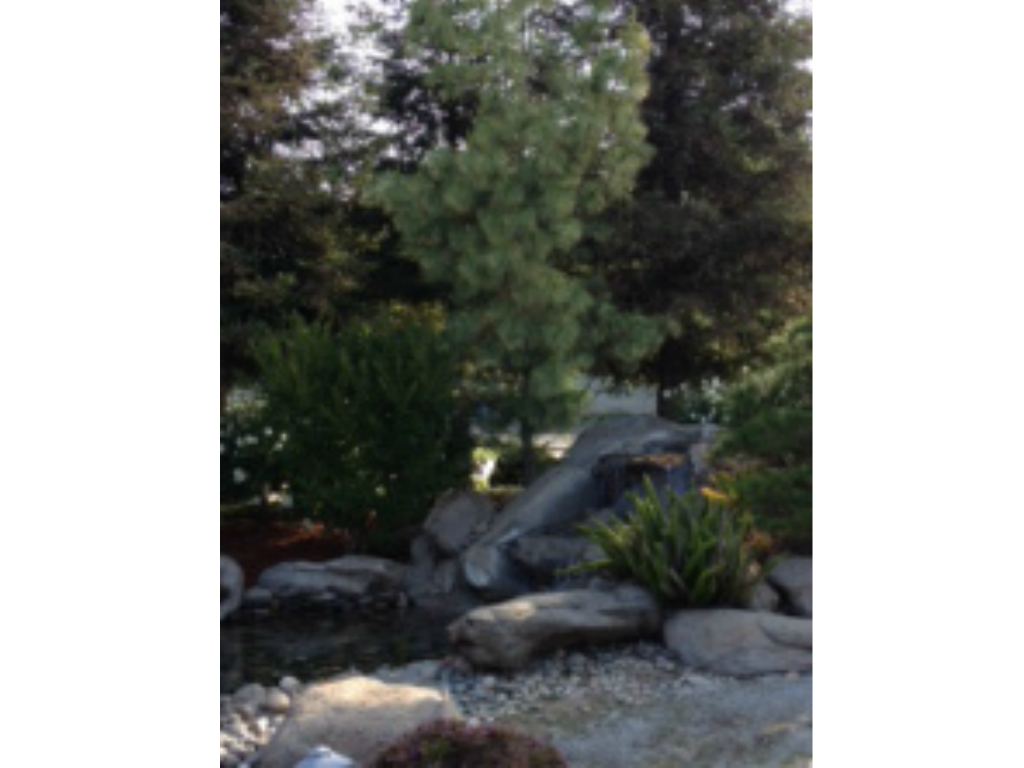 Juniper - FCBC Fresno