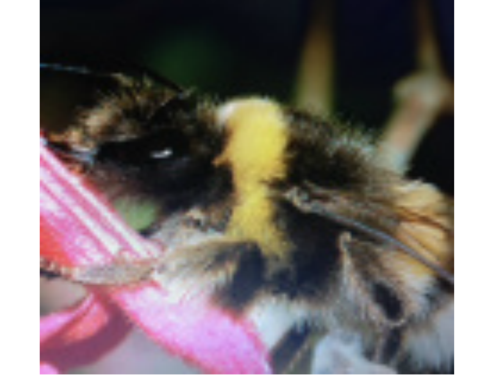 Prayer and the Bees - FCBC Fresno